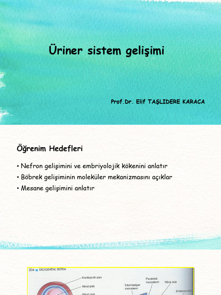 10) Üriner Sistem Gelişimi Elif Karaca | PDF