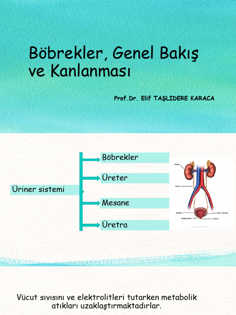1) Böbrekler, genel bakış ve kanlanması Elif Karac_250114_102605 | PDF 1) Böbrekler, genel bakış ve kanlanması Elif Karac_250114_102605 | PDF