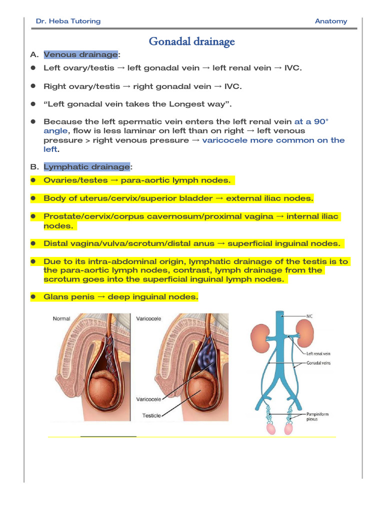 Anatomy | PDF | Uterus | Vagina