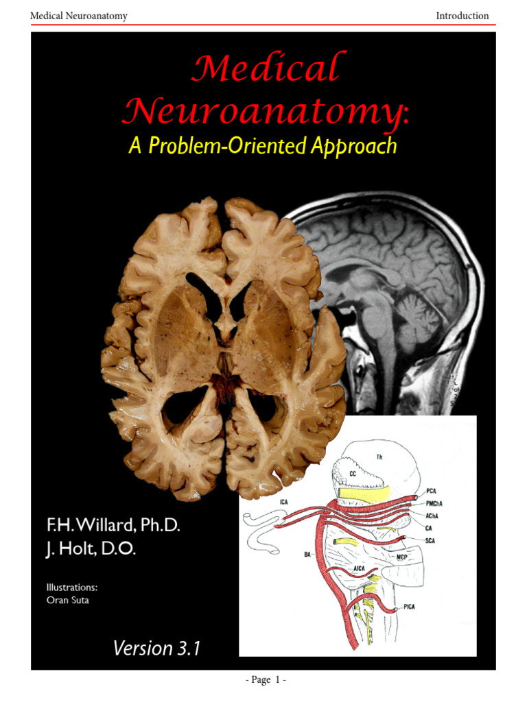 Medical Neuroanatomy Overview Guide | PDF | Spinal Cord | Brainstem