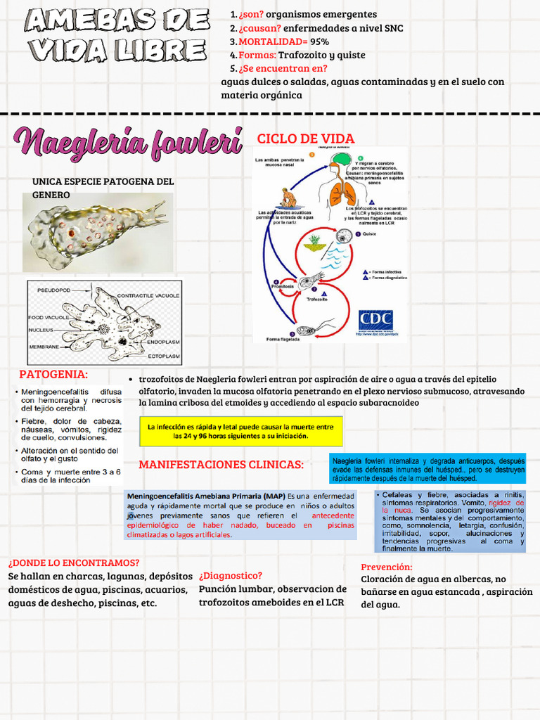 Amebas de Vida Libre y Enfermedades | PDF | Enfermedades y trastornos | Medicina CLINICA