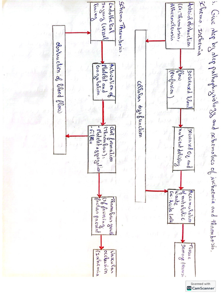 A3 Pathophysiology | PDF