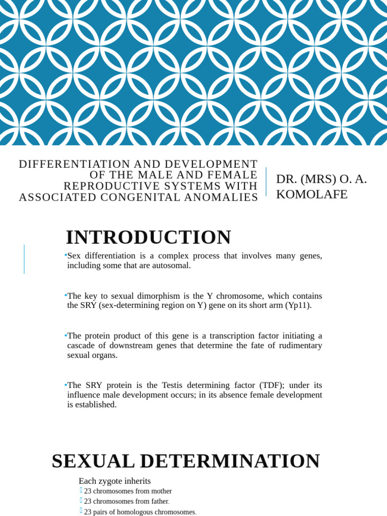 Male and Female Reproductive System Development | PDF | Luteinizing ...
