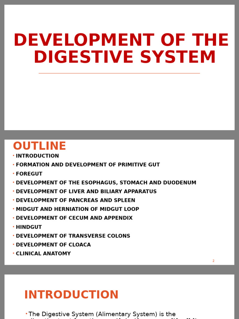 Development of Digestive System | PDF | Liver | Gastrointestinal Tract