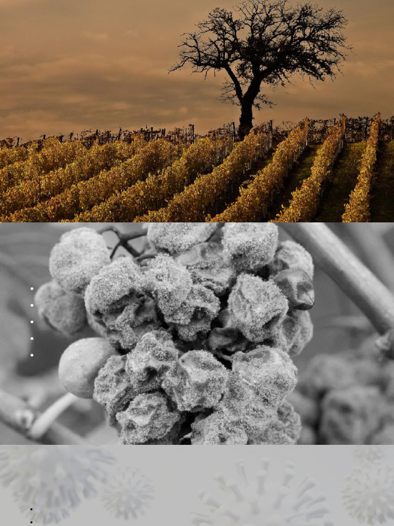 Vine Diseases and Pest Management Guide | PDF | Vineyard | Vitis