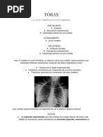 Anatomía Del Tórax y Región Abdomen y Pelvis | PDF | Abdomen | Tórax