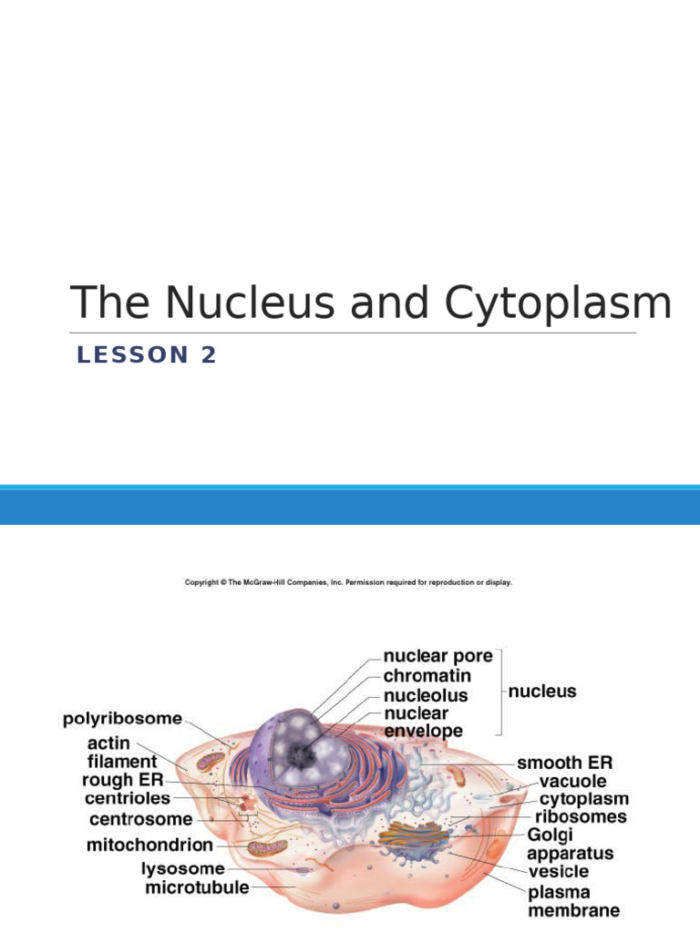 LESSON 2 - The Cell (Organelles) | PDF | Endoplasmic Reticulum | Cell ...