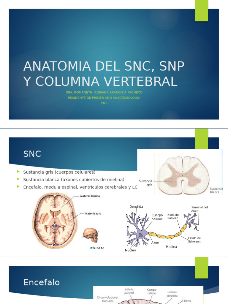 Anatomia Del SNC, SNP y Columna Vertebral | PDF