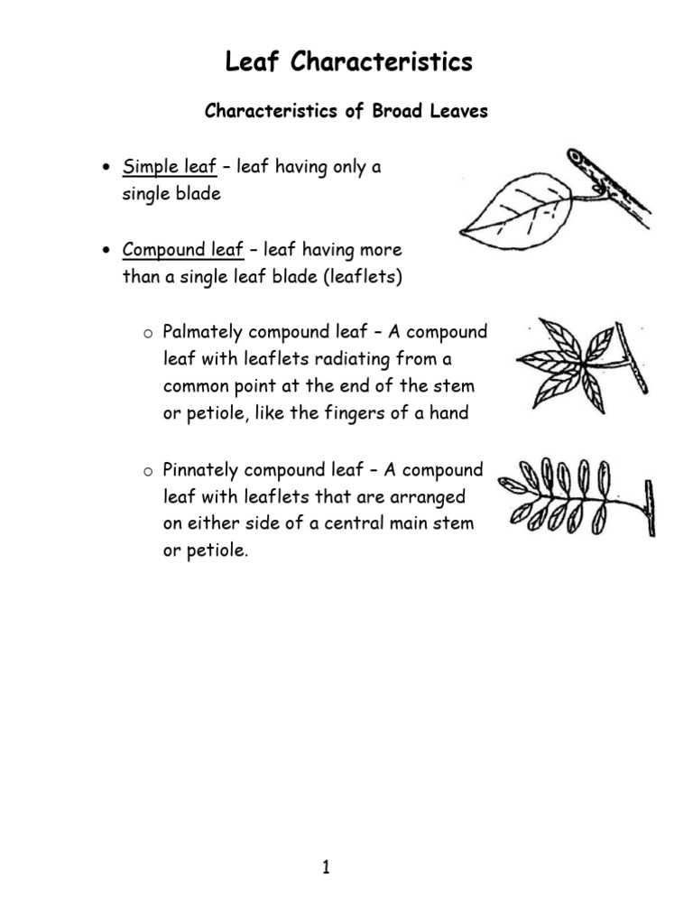 2 Leaf Characteristics Updated 2018 | PDF | Leaf | Branches Of Botany