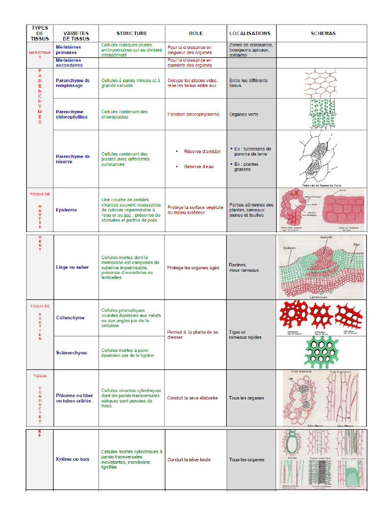 Tableau de Synthèse Des Tissus Végétaux | PDF