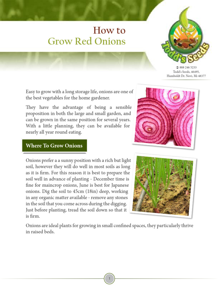 72_How_to_Grow_Red_Onions | PDF
