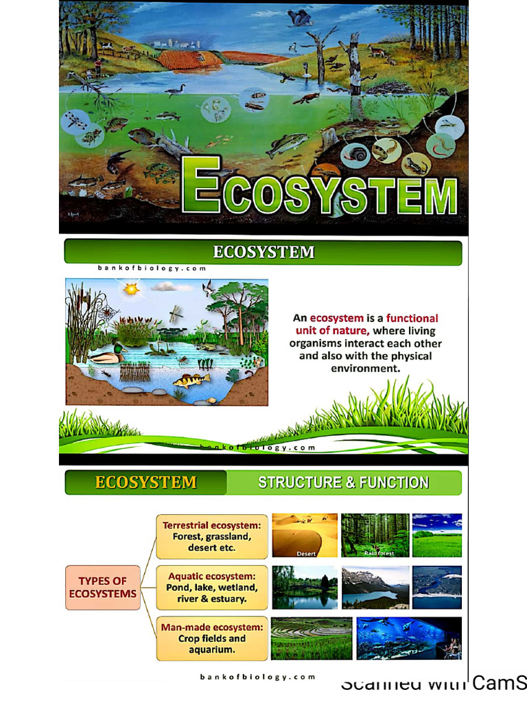 Ch. 12. Ecosystem | PDF
