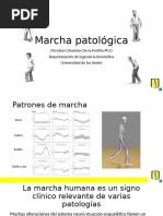 Marcha Steppage: Causas y Tratamiento | PDF | Electromiografia ...