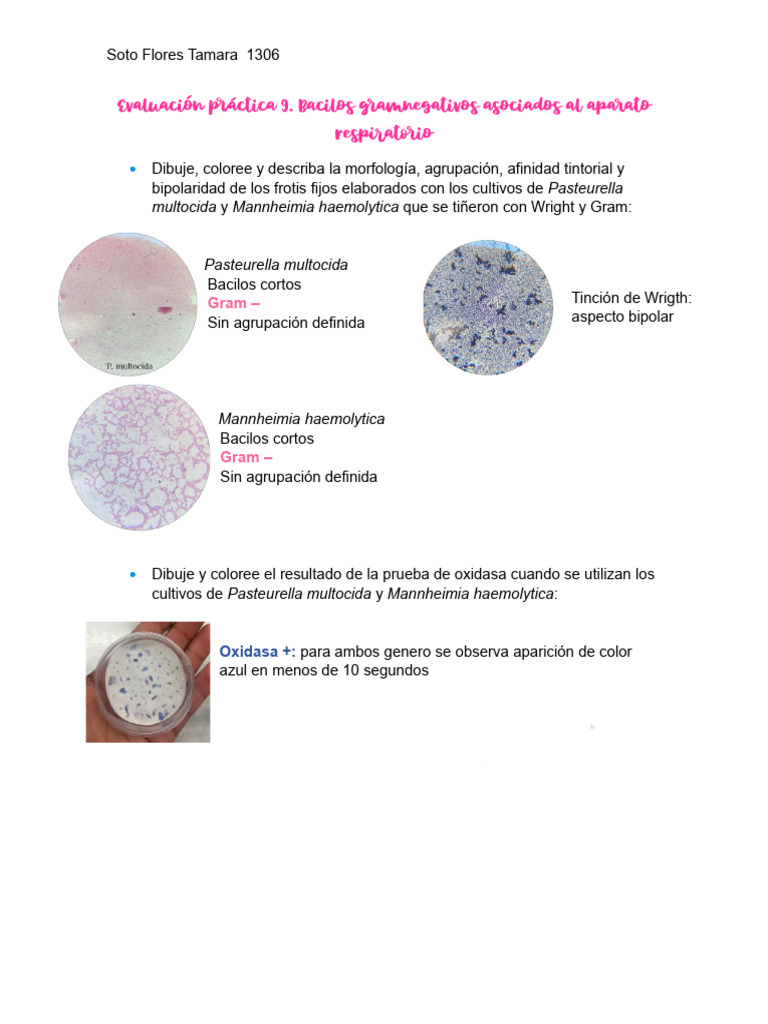 Práctica 9 Bacter | PDF