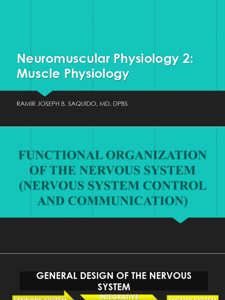 3.Neuromuscular-physio-2 | PDF | Muscle Contraction | Nervous System