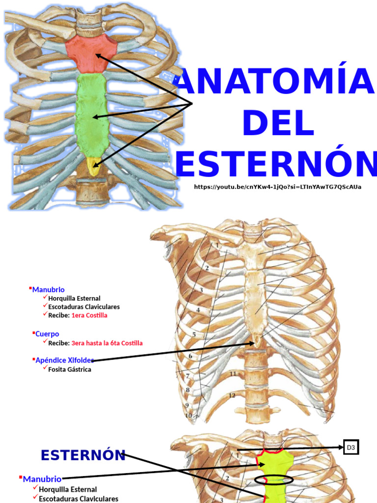 Anatomia del Esternón | PDF