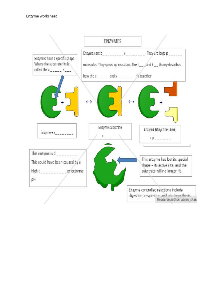 Enzyme Worksheet | PDF