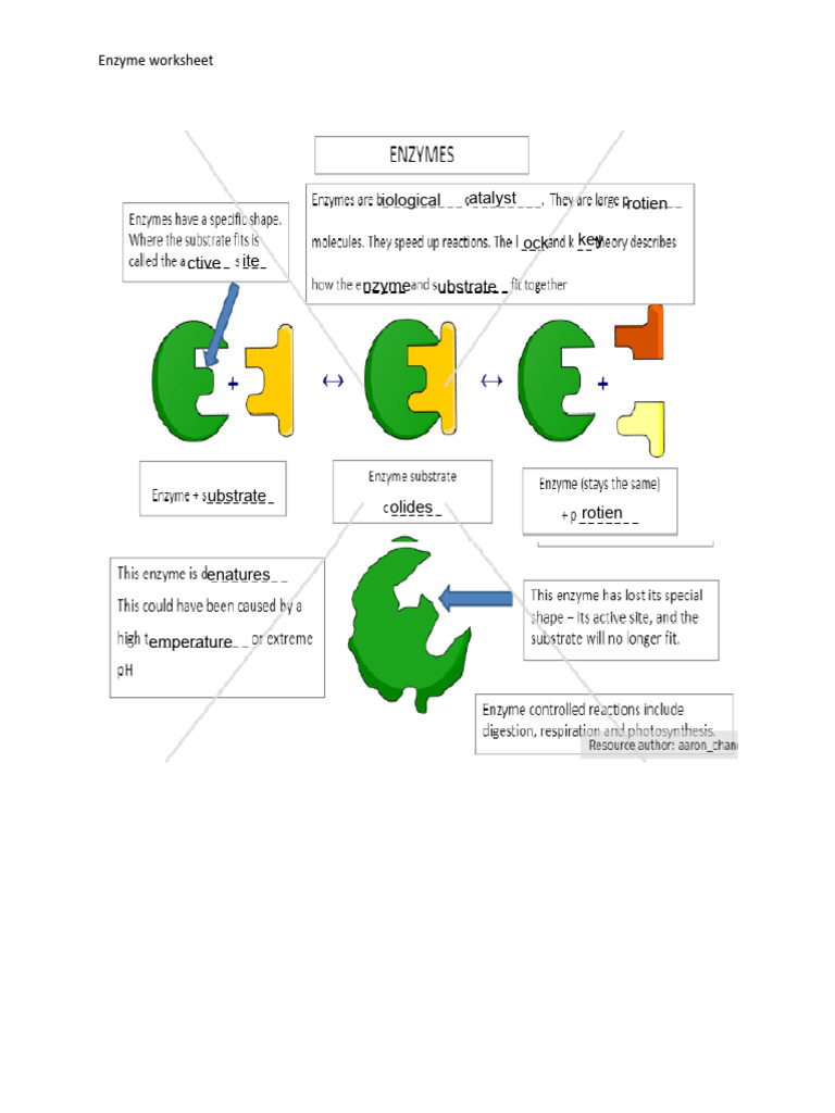 Enzyme Worksheet | PDF