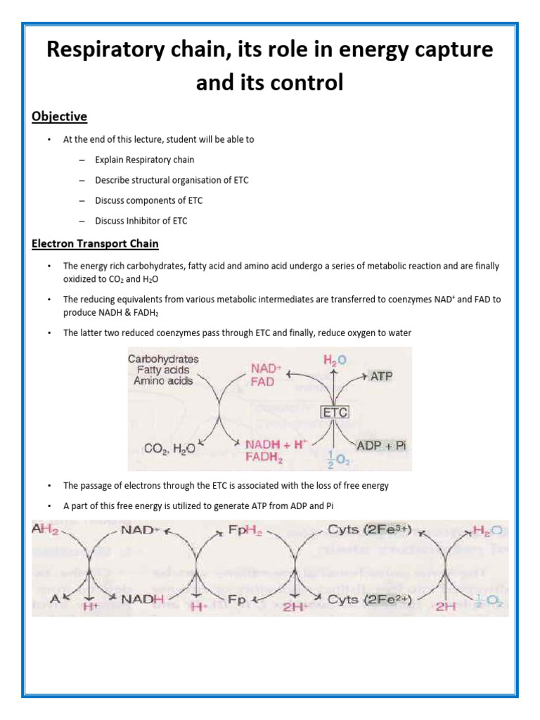 Understanding the Electron Transport Chain | PDF | Electron Transport ...
