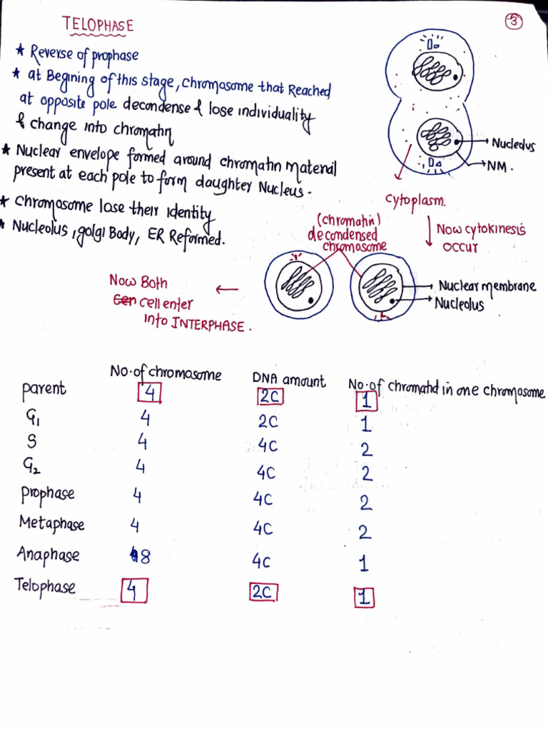 Cytokinesis &significance of Mitosis | PDF | Cell Biology | Molecular ...