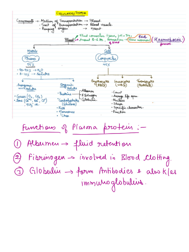 Human Circulatory System 1 | PDF