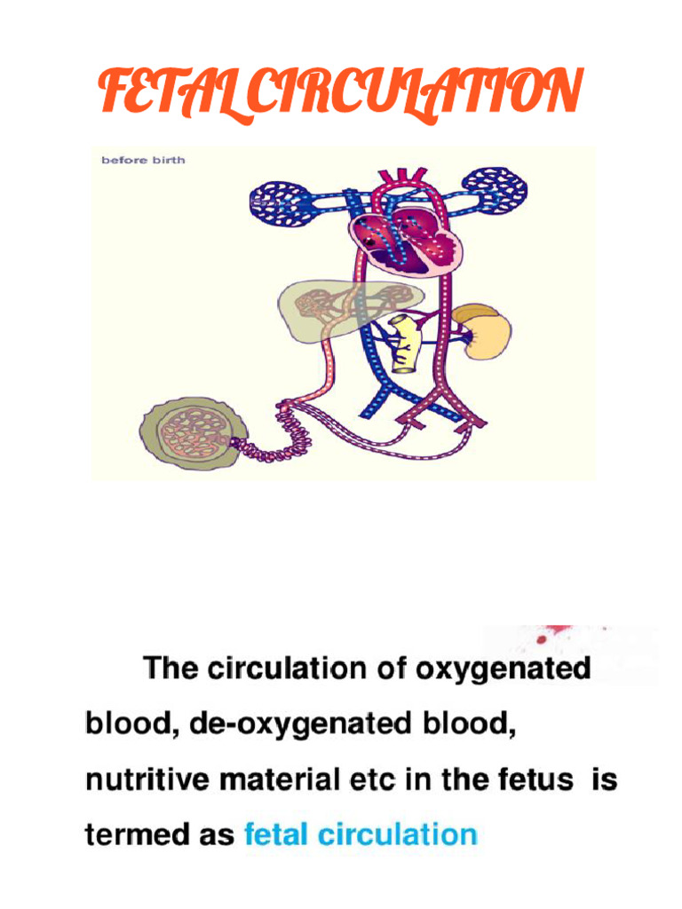 Fetal Circulation | PDF