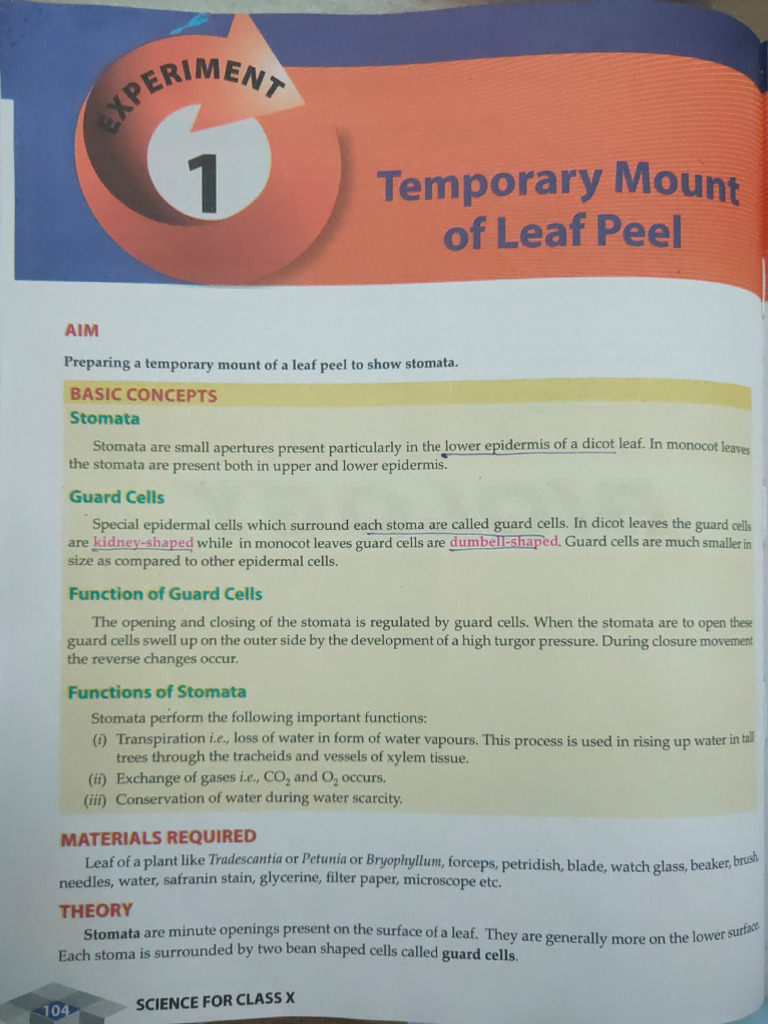 BIOLOGY PRACTICAL -1 | PDF | Stoma | Leaf
