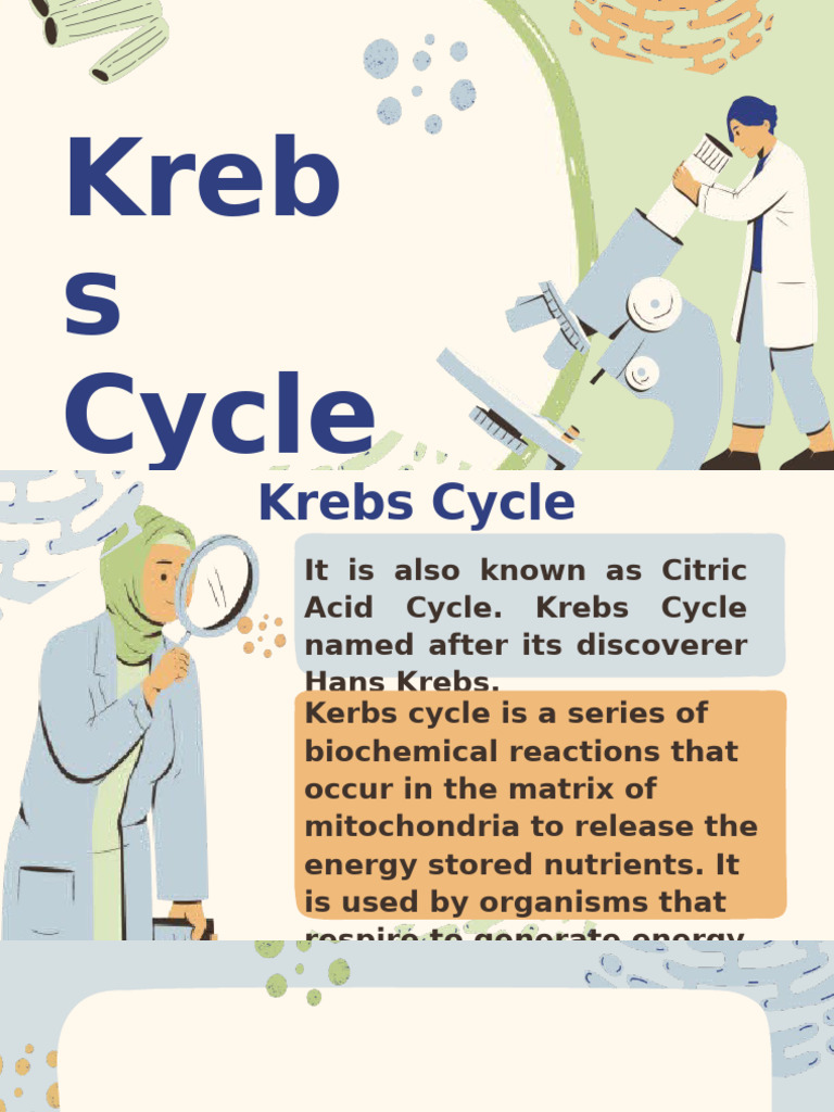 Krebs Cycle | PDF