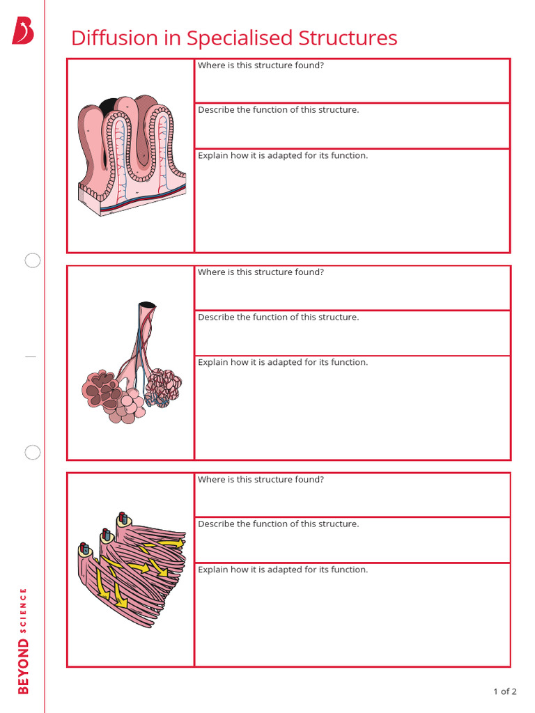 Diffusion in Specialised Structures Worksheet | PDF | Diffusion