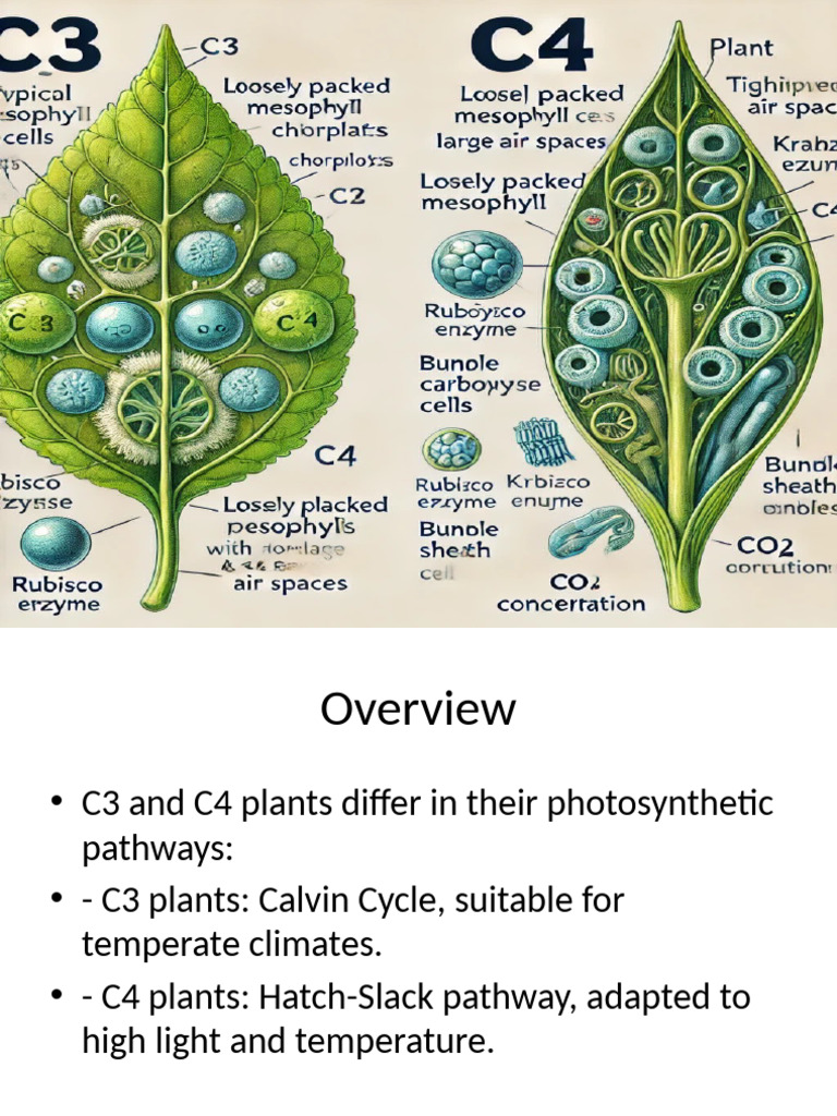 Final Differences Between C3 and C4 Plants With Images Revised | PDF