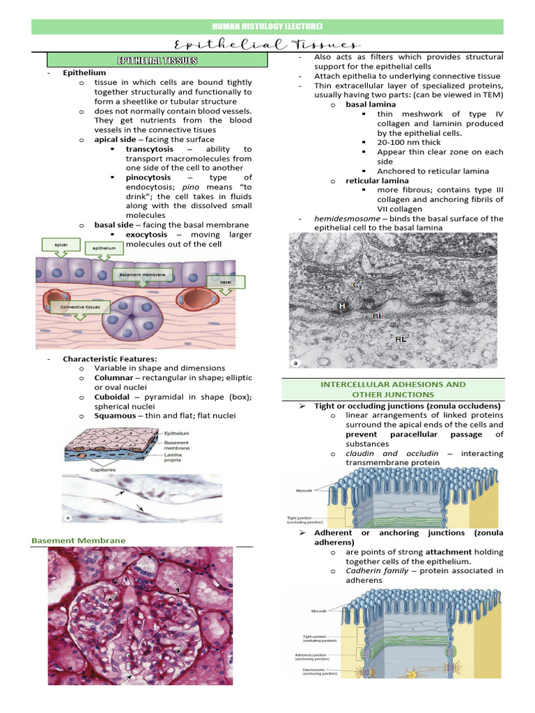 Human Histology: Epithelial Tissue | PDF | Epithelium | Anatomy