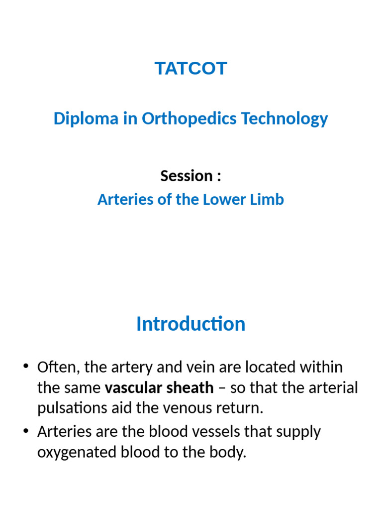 Arterial Supply Lower Limb | PDF | Human Leg | Foot