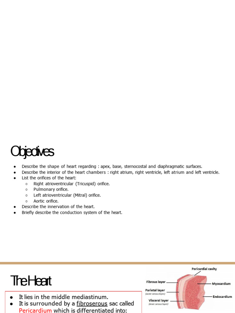 Anatomy Heart | PDF | Heart Valve | Heart