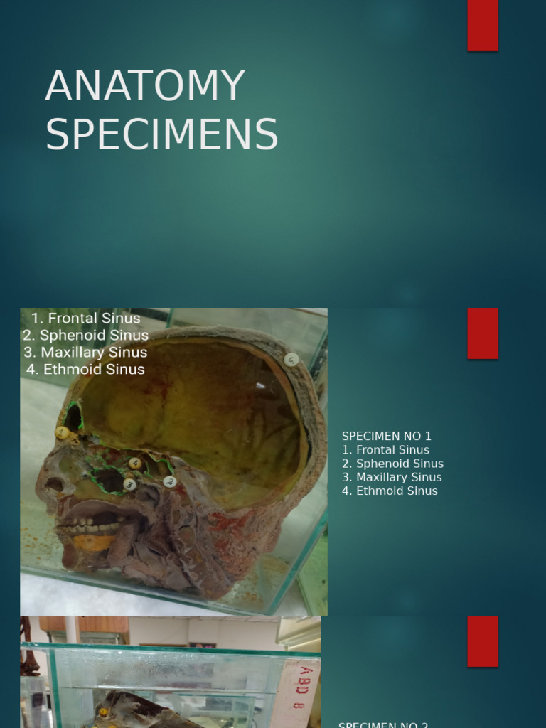 Anatomy Specimens | PDF