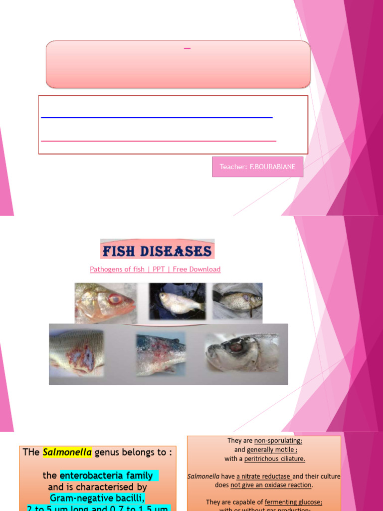 Salmonella Identification and Isolation Guide | PDF | Salmonella | Bacteria