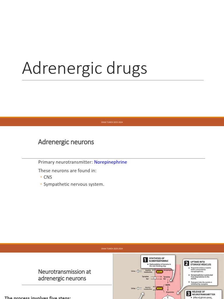 13 - Adrenergic | PDF | Norepinephrine | Chemical Synapse