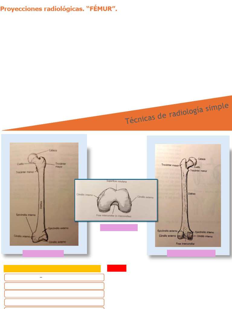 Proyecciones Radiológicas del Fémur | PDF | Pelvis | Rodilla