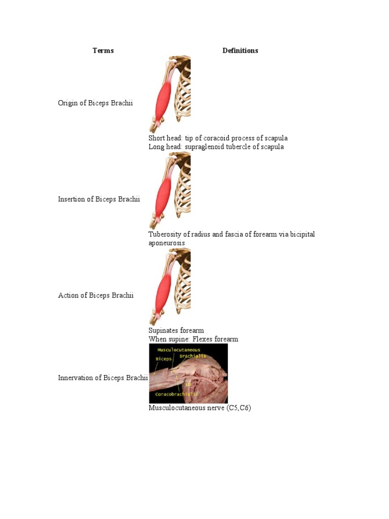 Anatomy UE | PDF | Thumb | Arm