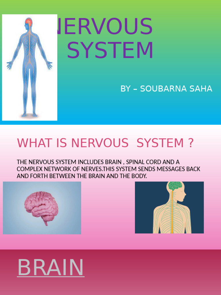 Understanding the Nervous System | PDF