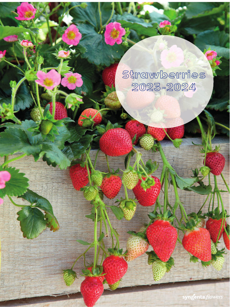 ENG Strawberry flyer | PDF | Strawberry | Fruit
