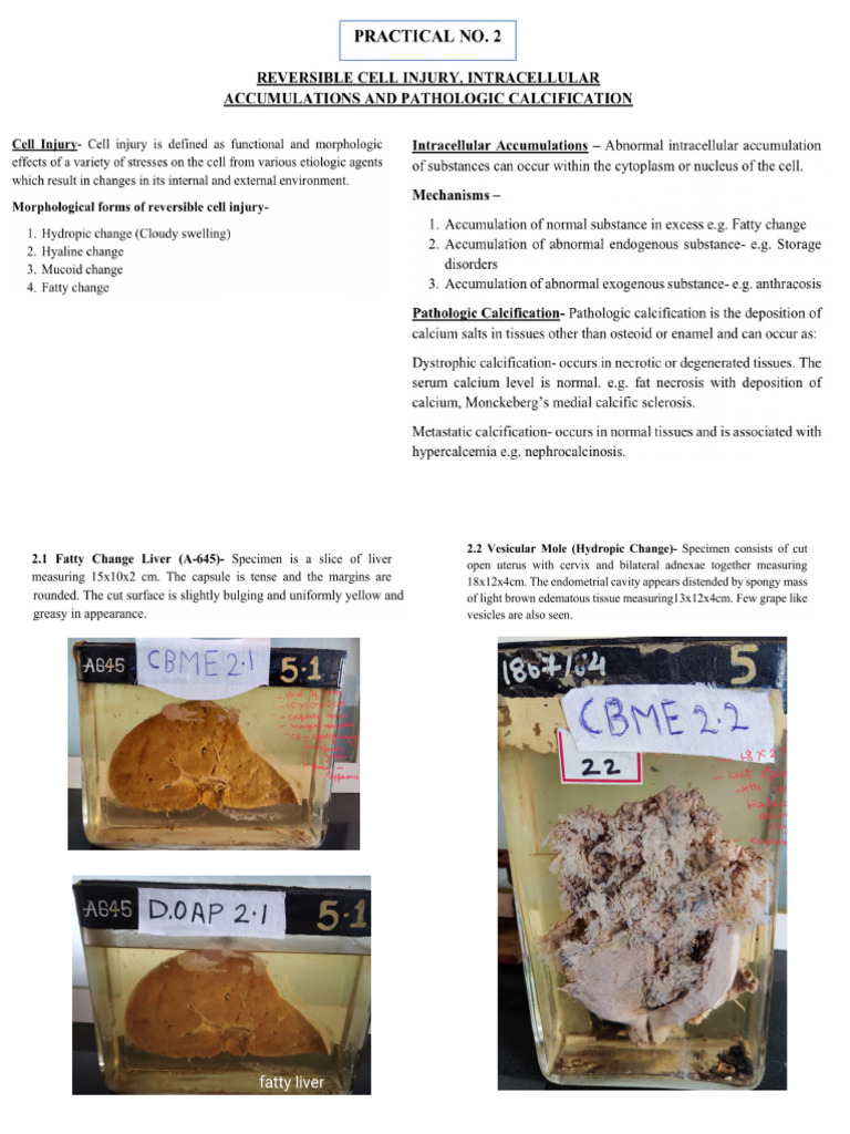 PATHOLOGY Specimens | PDF