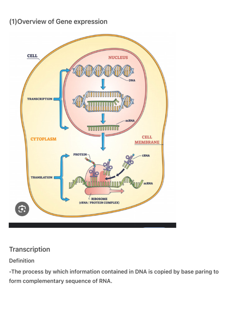 Overview of Gene Expression | PDF | Histone | Dna