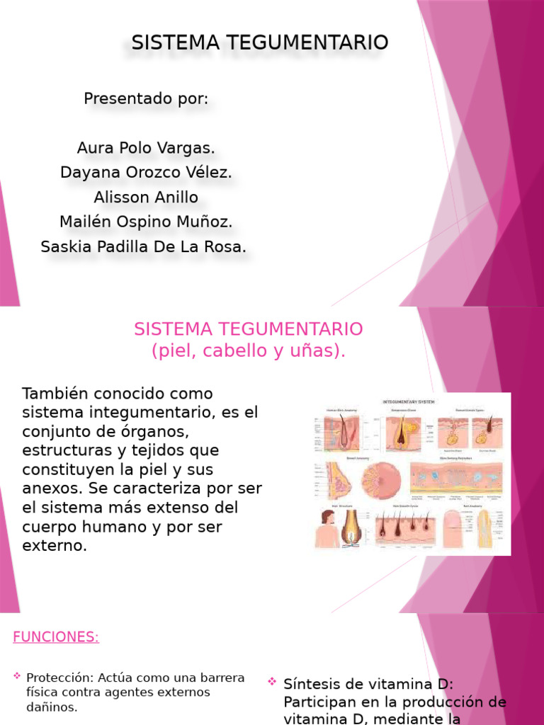 Sistema Tegumentario | PDF | Sistema tegumentario | Piel