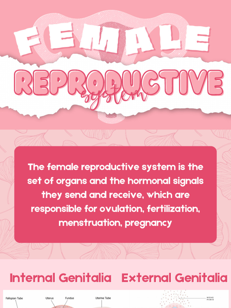 The Female Reproductive System | PDF | Menstrual Cycle | Labia