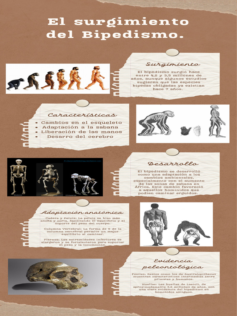 Bipedismo (1) (1) | PDF