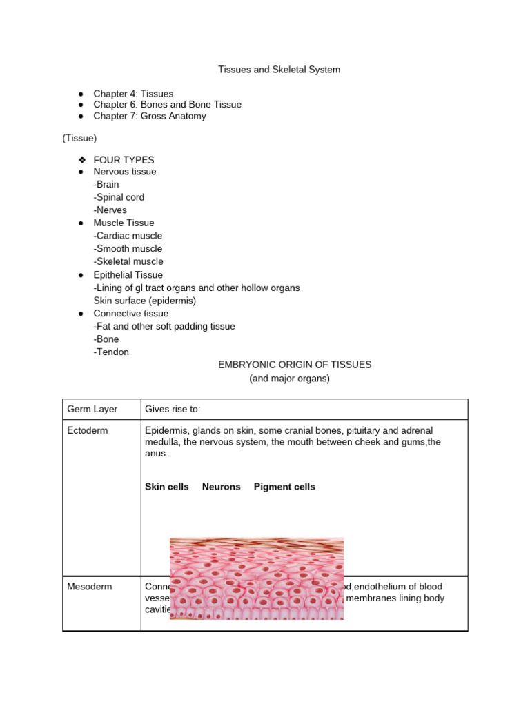 Tissues and Skeletal System Overview | PDF | Epithelium | Bone