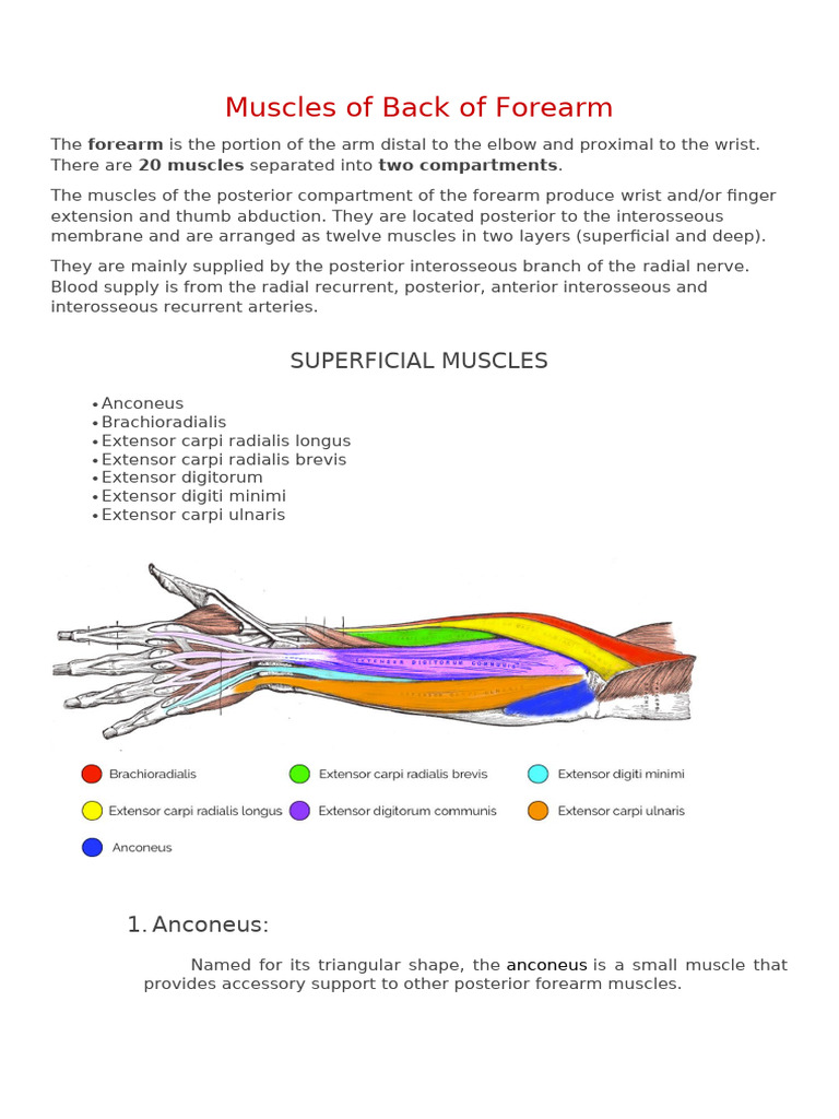 Muscles of Back of Forearm | PDF | Thumb | Elbow
