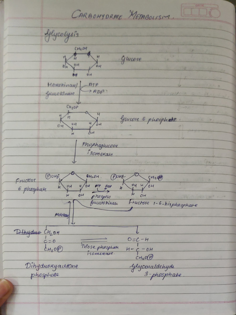 carb metabolism | PDF | Cellular Processes | Enzyme
