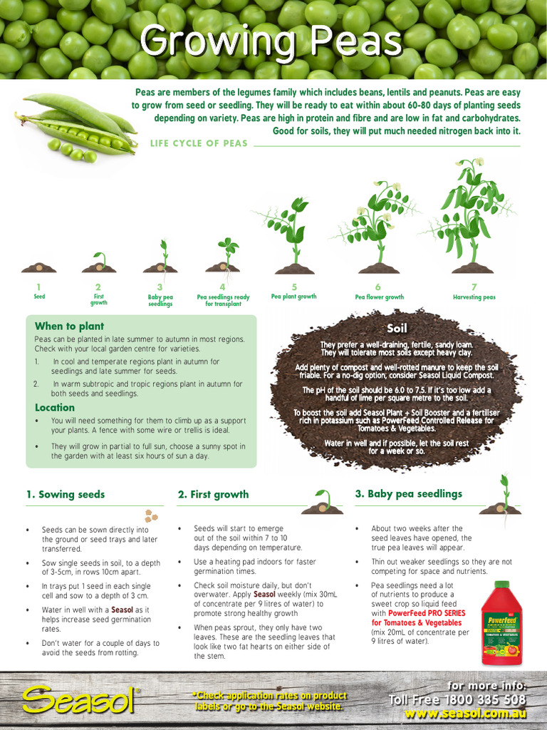 How to Grow Vegetable Peas (1) | PDF | Pea | Sowing