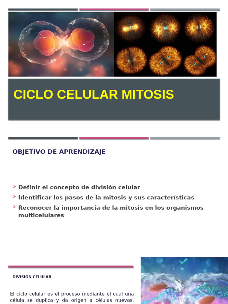 Mitosis: Proceso y Fases del Ciclo Celular | PDF | Mitosis | Biología ...
